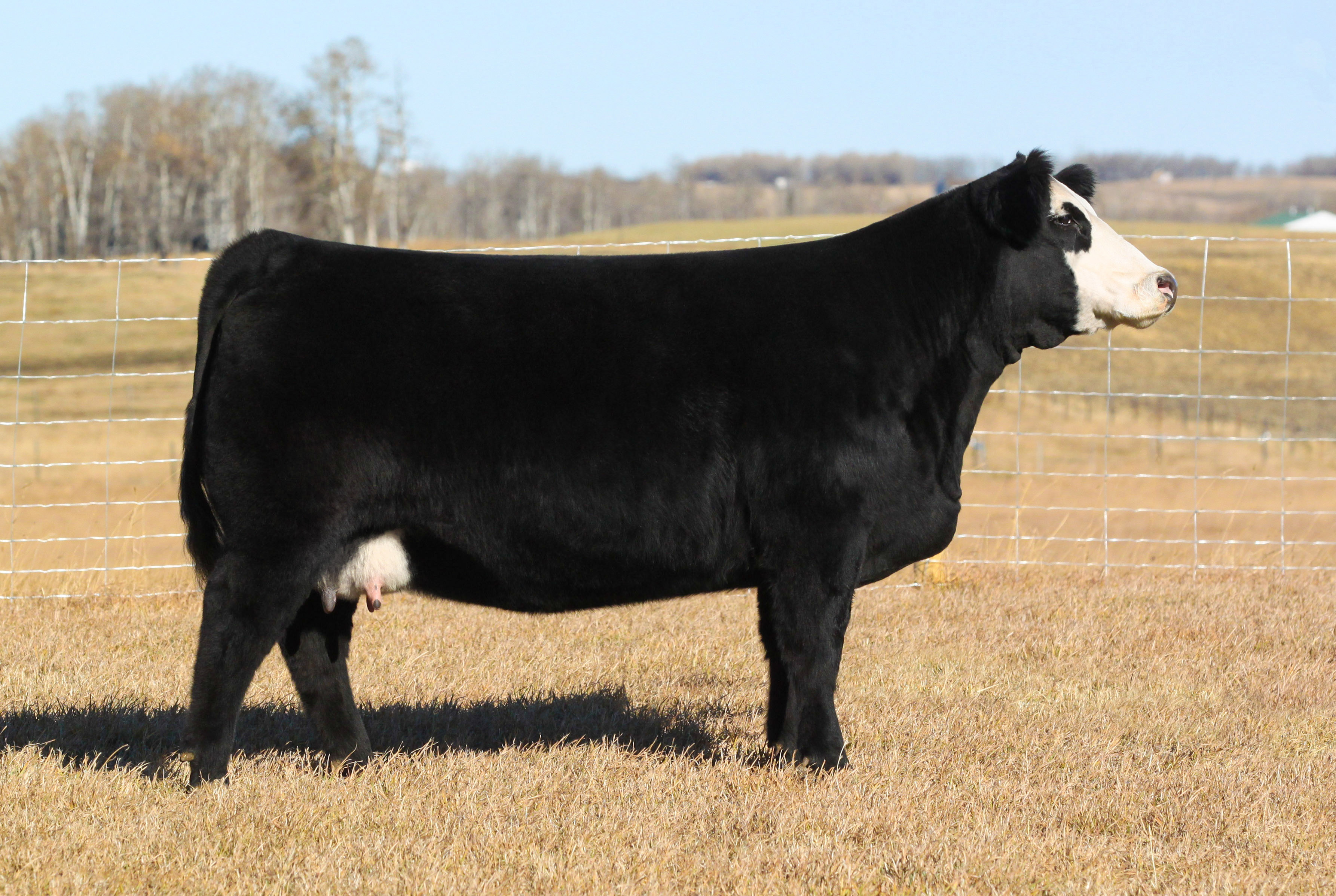 Miller Livestock | Simmental Cattle | FEMALES