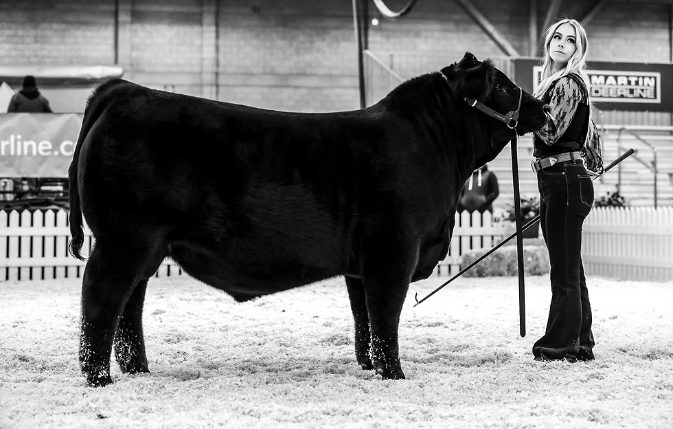 Miller Livestock | Simmental Cattle | SHOW ROAD