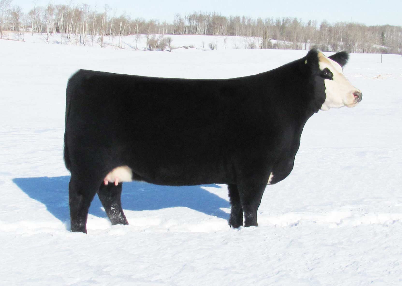 Miller Livestock South Dakota at Jack Nusbaum blog