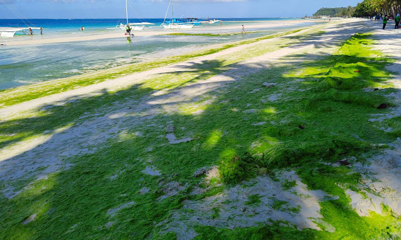 Algae sa Boracay beach, ‘di toxic — BIARMG