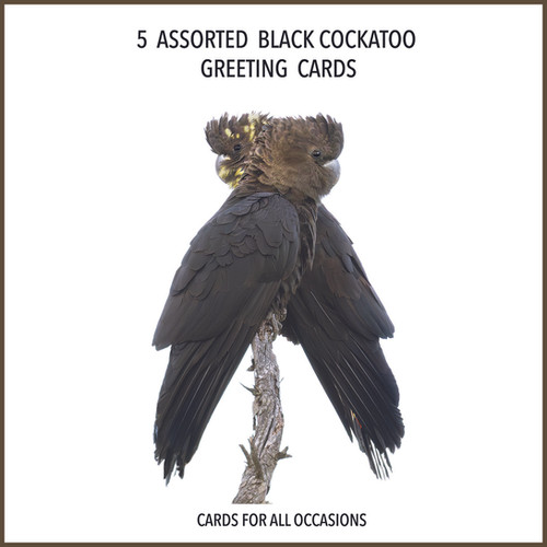 Boxed Set of 5 Black Cockatoo cards | Bird Photographer