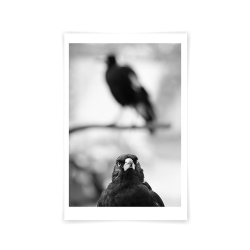 Not far behind, featuring an Australian Magpie Pair | Bird Photographer
