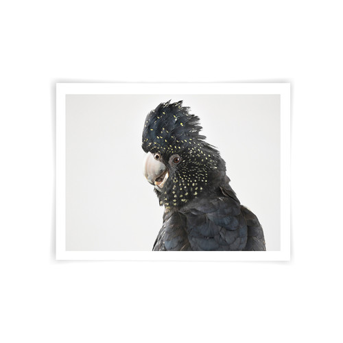 Ruby, Red-tailed Black Cockatoo | Bird Photographer