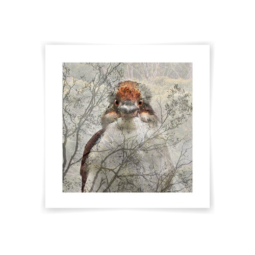 Habitat Series -Kookaburra II | Bird Photographer