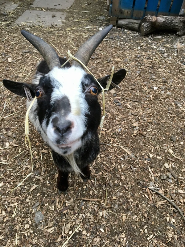 71796 MOVING AND HANDLING GOATS | The ARC Centre