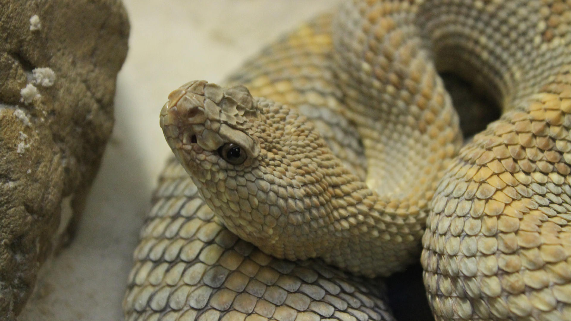 Aruba Island Rattlesnake