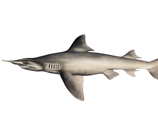 Daggernose Shark