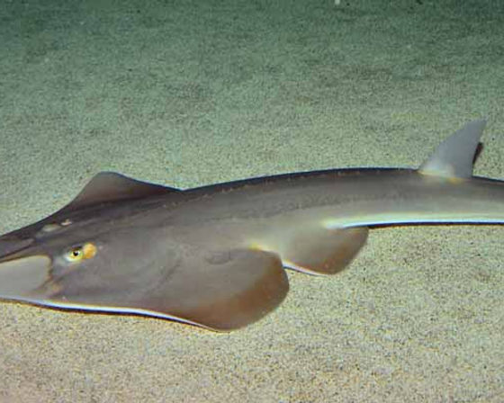 daggernose shark size