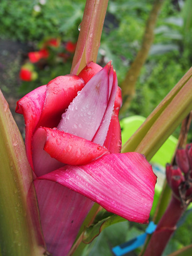 Musa velutina - Die Rosa Zwergbanane | fordplants