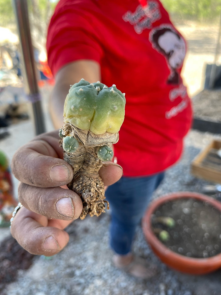 Historic repatriation of Peyote back to south Texas