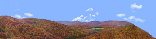 FOREST CANOPY IN WEST VIRGINIA IN AUTUMN right | BACKDROPS ONLY