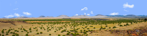 COCONINO NATIONAL FOREST ARIZONA right | BACKDROPS ONLY