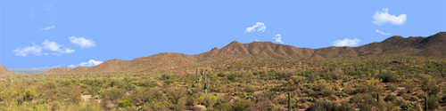 SAGUARO NATIONAL MONUMENT TUCSON ARIZONA right | BACKDROPS ONLY