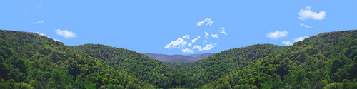 FOREST CANOPY IN WEST VIRGINIA center repeatable | BACKDROPS ONLY