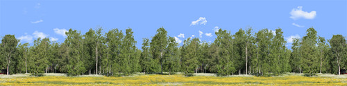 TREELINE IN MEADOW center repeatable | BACKDROPS ONLY