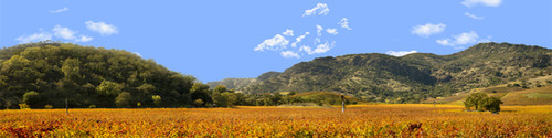 AUTUMN IN NAPA VALLEY CALIFORNIA right | BACKDROPS ONLY
