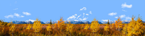 AUTUMN GOLDEN TREELINE GRAND TETON NATL PARK WYOMING | BACKDROPS ONLY