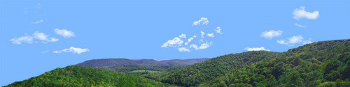 FOREST CANOPY IN WEST VIRGINIA IN SUMMER left | BACKDROPS ONLY