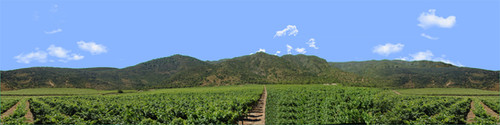 VINEYARDS SOUTHERN CALIFORNIA left continuous | BACKDROPS ONLY