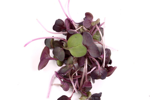 PURPLE RAMBO RADISH | Chicago Microfresh
