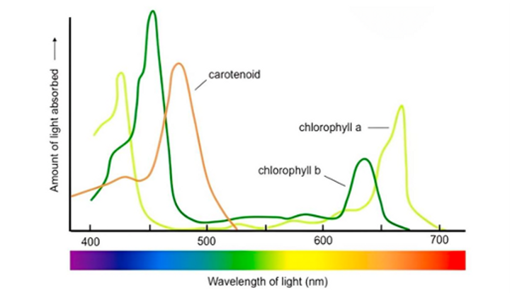 Spectral absorption in plants