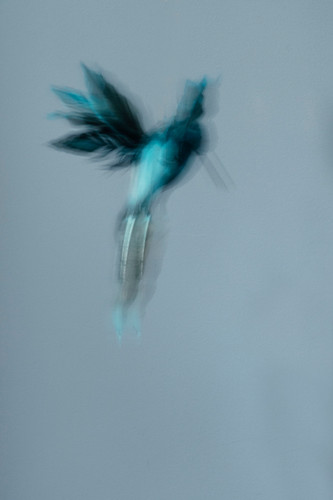 Alate; having wings | Stella Gommans