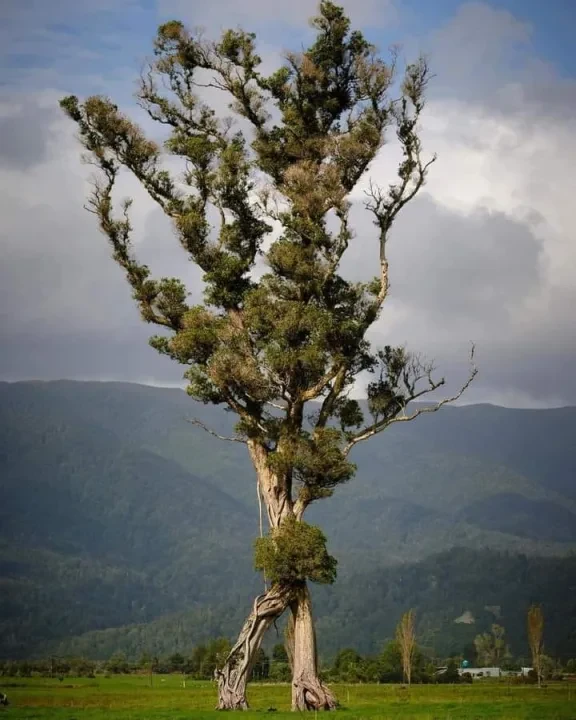 "Walking" Northern Rātā tree wins Tree of the Year Title