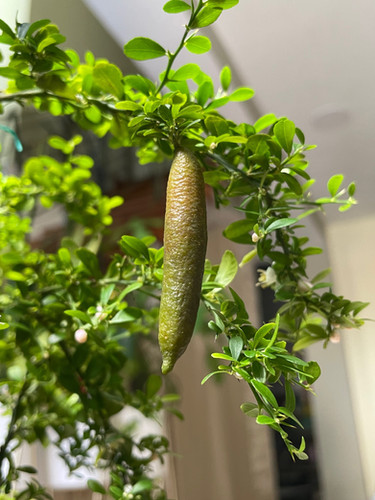 Fruiting Australian Little Ruby Finger Lime/ Caviar Lime Potted Plant ...
