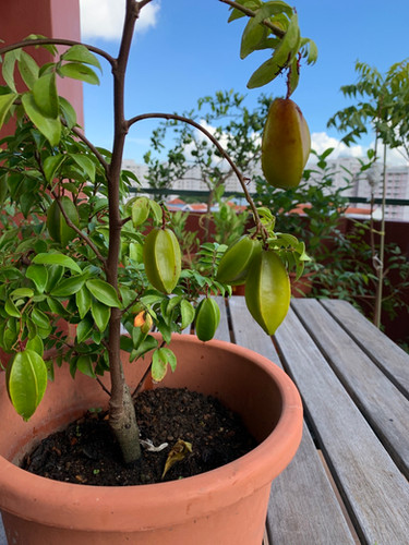 Fruiting Juicy Starfruit Potted Plant | Jack's Garden