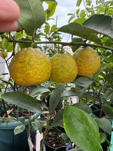 Fruiting Japanese Yuzu Potted Plant | Jack's Garden