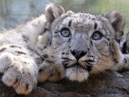 Champions for Snow Leopards Adoption - Mailed Package | Snow Leopard ...