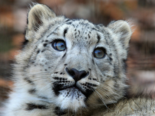 Champions for Snow Leopards Adoption Emailed Package - U.S. Purchasers ...