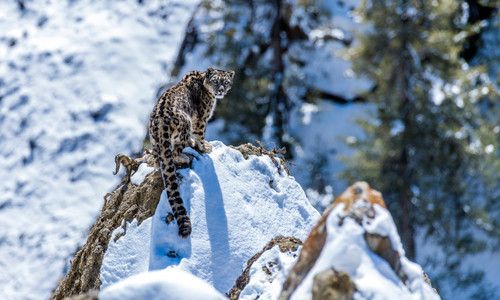 All Products | Snow Leopard Shop