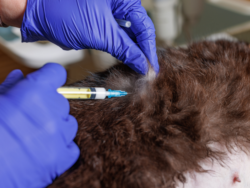 What is FVRCP Cat Vaccine and Why It's Essential