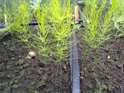 Asparagus Connivers Colossal starter seedlings plants | Cornish Cabbage ...