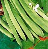 White Emergo 500g Runner Bean seeds | Cornish Cabbage Plants | Buy ...