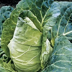 Durham Spring cabbage | Cornish Cabbage Plants | Buy Vegetables Online