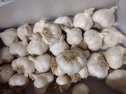 Solent Wight garlic bulb | Cornish Cabbage Plants | Buy Vegetables Online