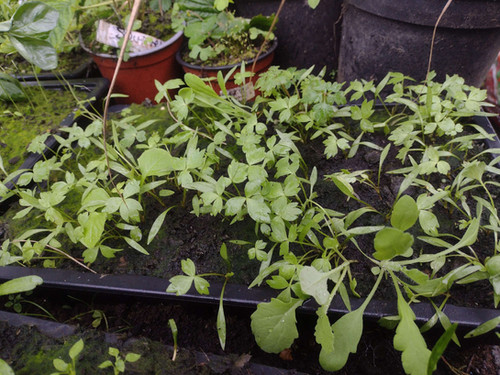Lovage seedling plants. | Cornish Cabbage Plants | Buy Vegetables Online