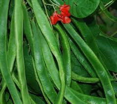 Streamline Runner Bean 250g seeds grower 250g pk | Cornish Cabbage ...