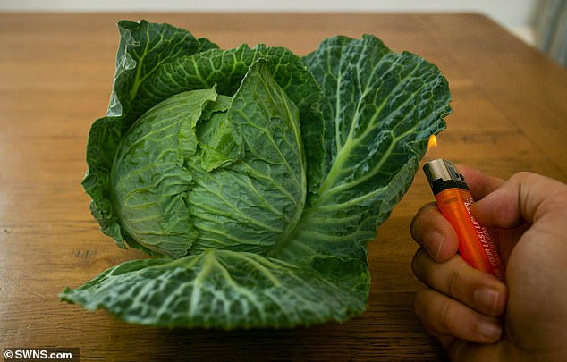 Mystery of the ' plastic cabbages