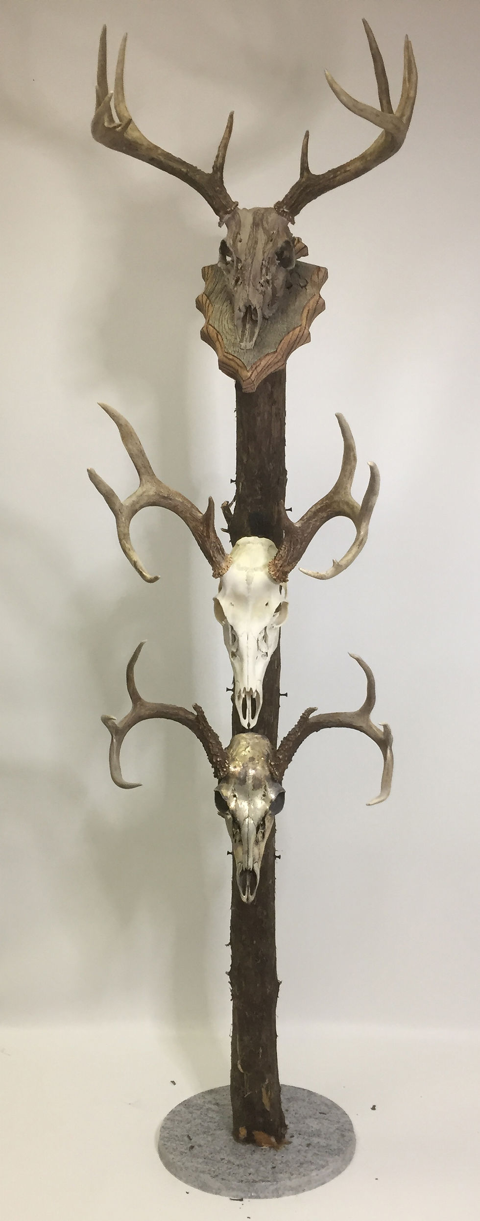 Trophy Mounts | bagrbuck | United States