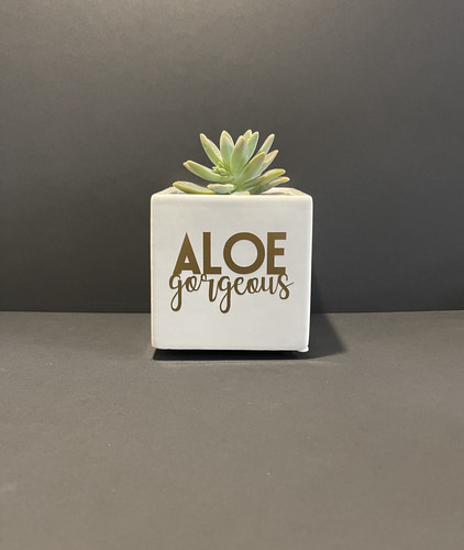 Aloe gorgeous | Mrs Smarty Plants