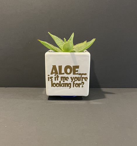 Aloe... Is it me you're looking for? | Mrs Smarty Plants