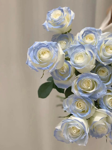 Powder Blue Rose Bouquet | 24:01 Florist
