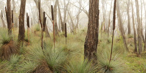 Stringy Bark Forest | firstlightgallery