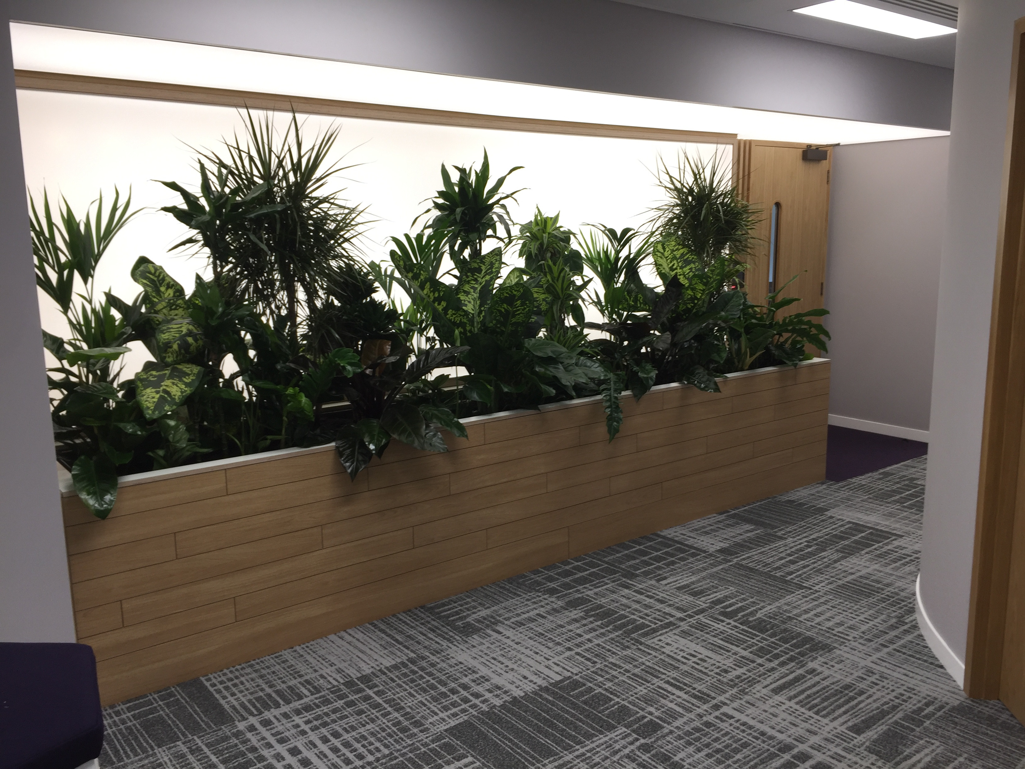 Office Plants Birmingham