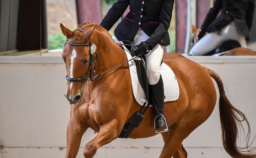 Riding Club | The Dressage Secret