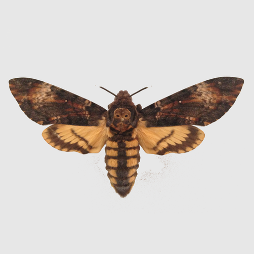 Acherontia Atropos | atropos