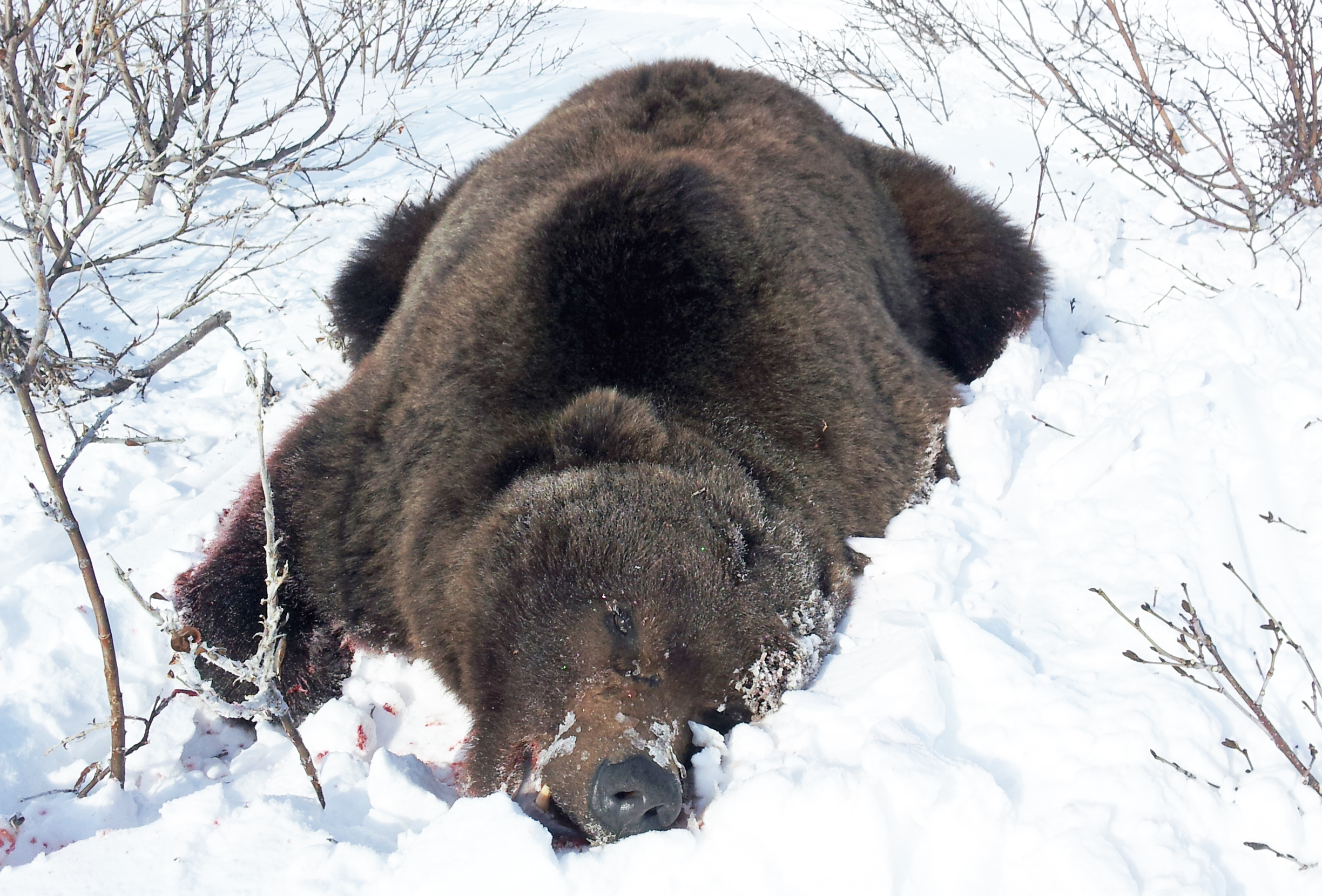 Council Alaska Safaris | Grizzly Bear Hunts